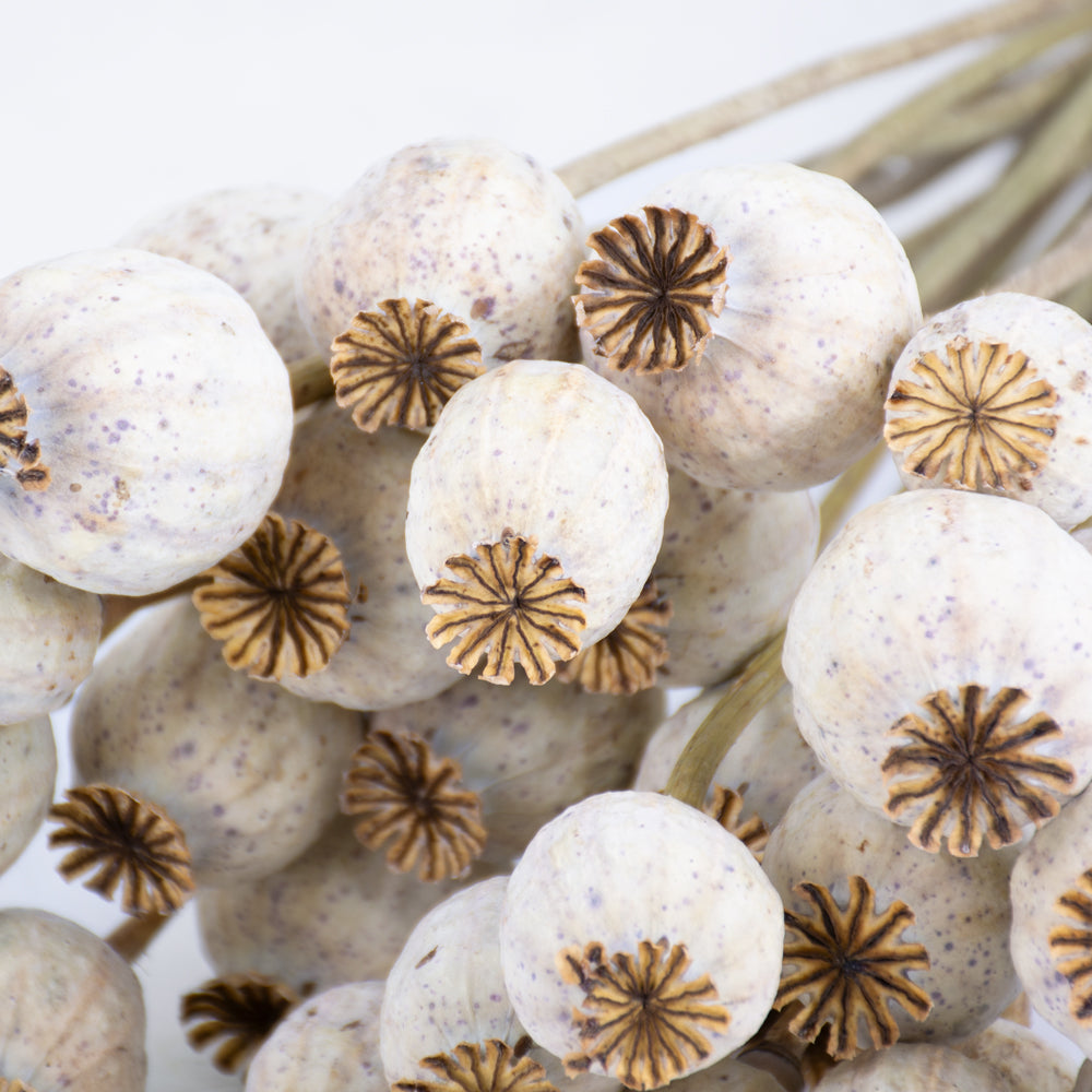 Dried Poppy Heads and Pods | No Minimum Order | Atlas Flowers