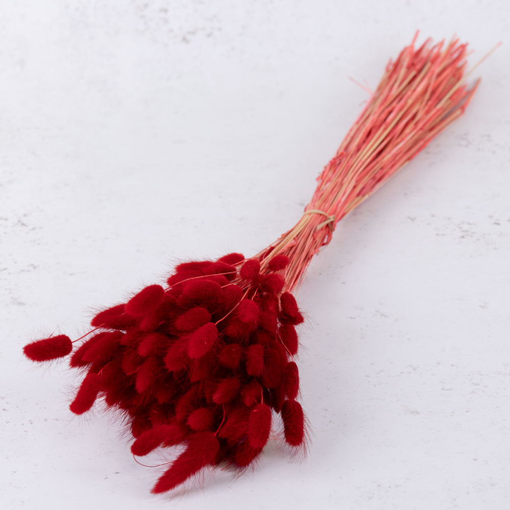 Lagurus ovatus, (Bunny Tails), Dried, Red, 100g – Atlas Flowers