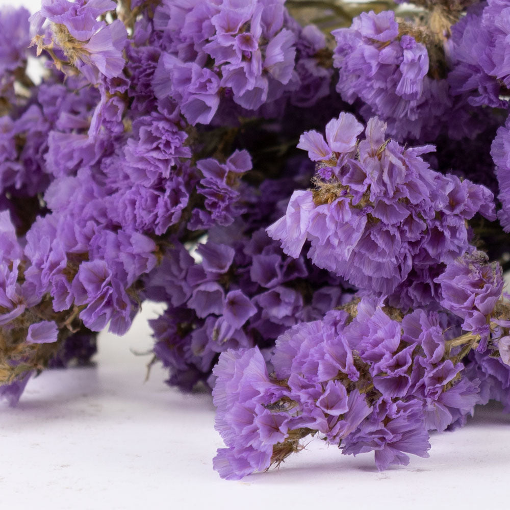 Purple Dried Flowers | Purple Preserved Flowers | Wholesale UK – Atlas ...