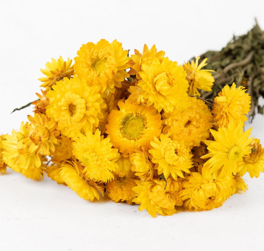 Dried Yellow Flowers | Yellow Preserved Flowers | Wholesale UK – Atlas ...