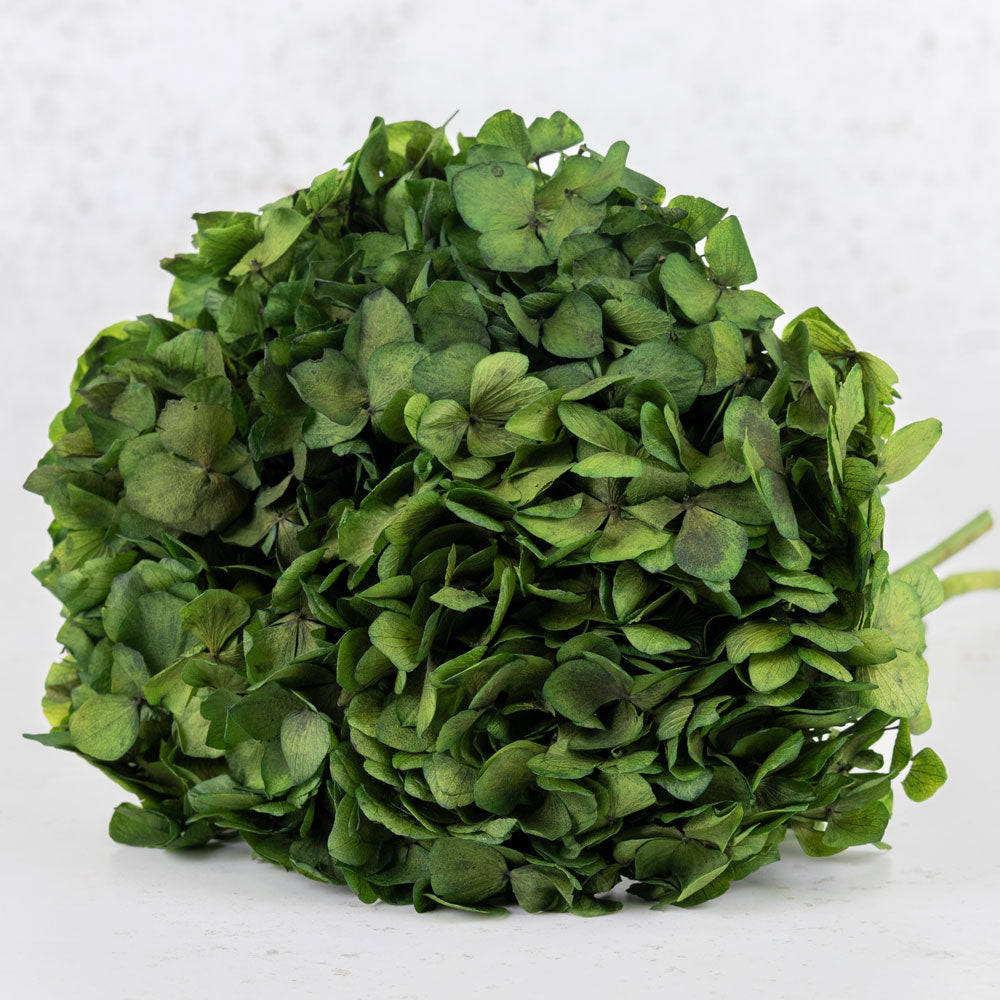 Green Dried Flowers | Wholesale UK | Next-Day Delivery Available ...