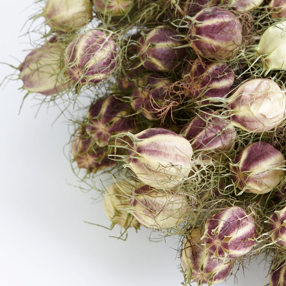 Dried Nigella Flowers & Seed Pods | Wholesale UK | Love-in-a-Mist ...