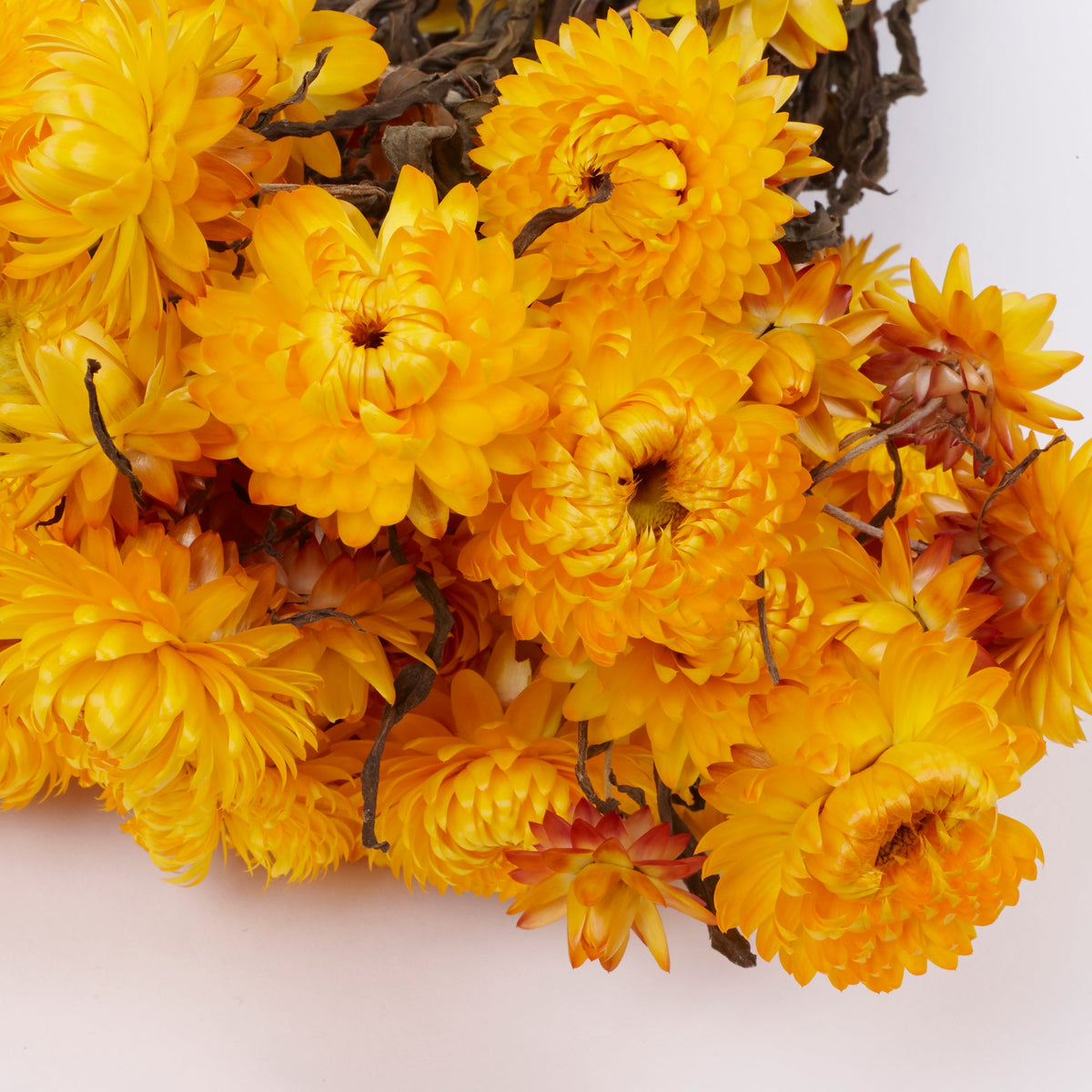 Summer Dried Flowers & Botanicals | Wholesale UK – Atlas Flowers