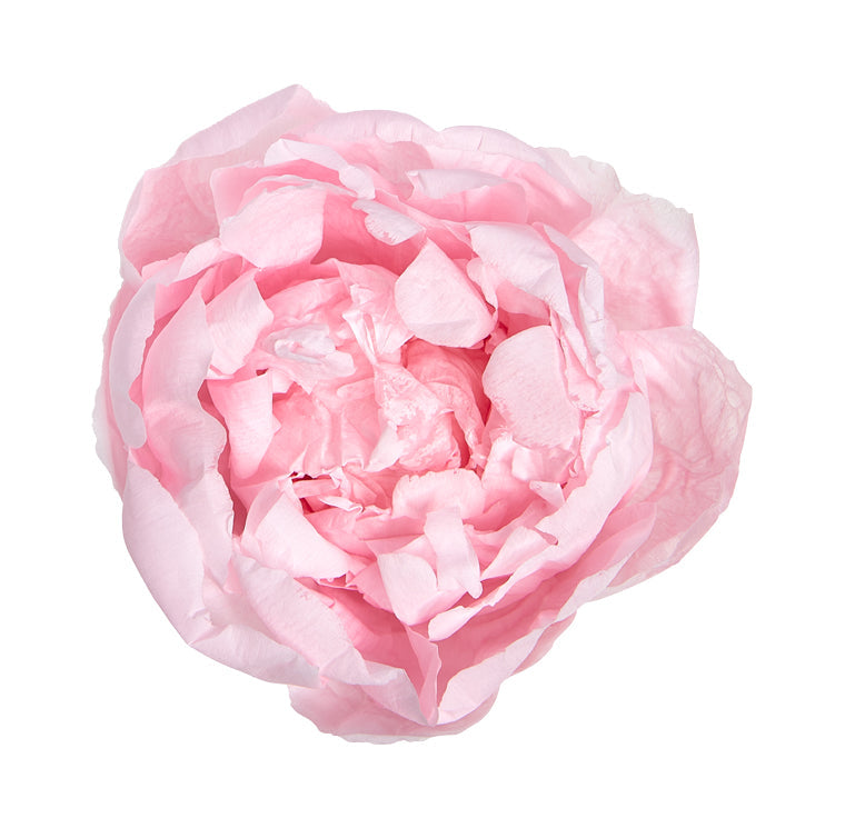 Wholesale Preserved Flowers | No Minimum Order – Atlas Flowers