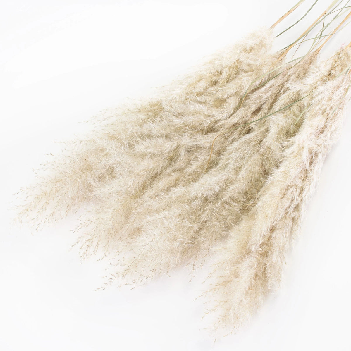 Dried Pampas Grass – Atlas Flowers