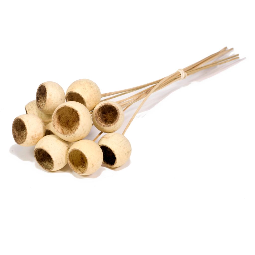 Pre Order Bell cup on stem natural, box x 12 – Atlas Flowers