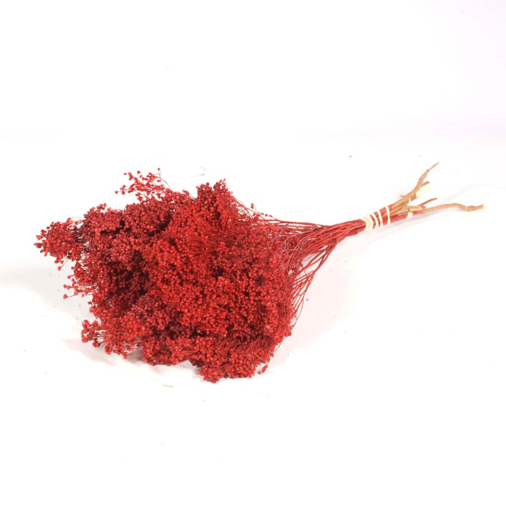 Pre Order Broom bloom red, box x 30 – Atlas Flowers