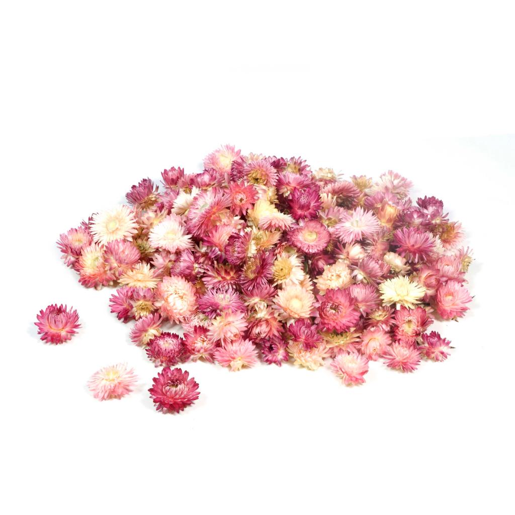 Pre Order Helichrysum head loose natural pink, box x 2KG – Atlas Flowers