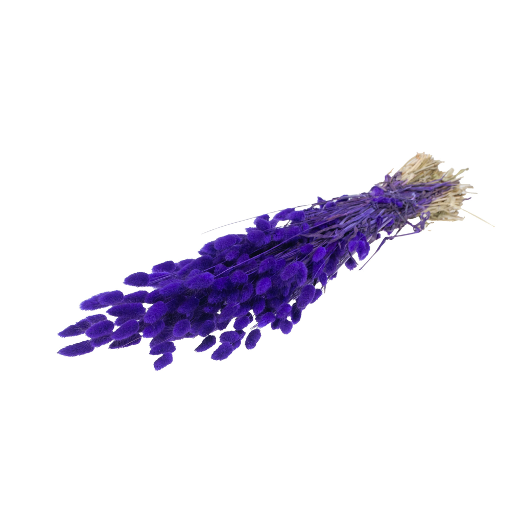 Pre Order Lagurus ovatus purple, box x 30 – Atlas Flowers