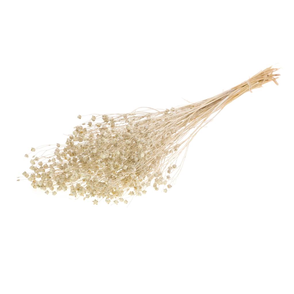 Pre Order Linum white misty, box x 20 – Atlas Flowers