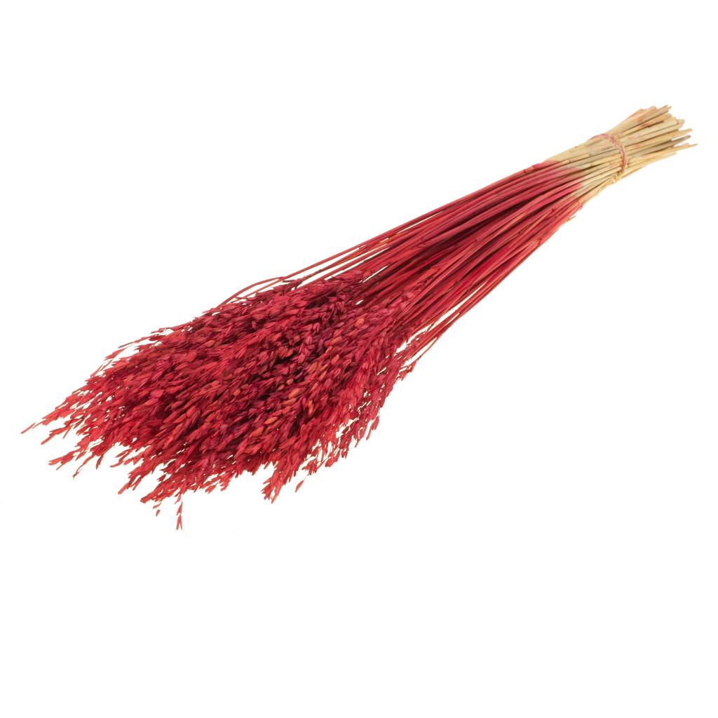 Pre Order Rice red, box x 12 – Atlas Flowers
