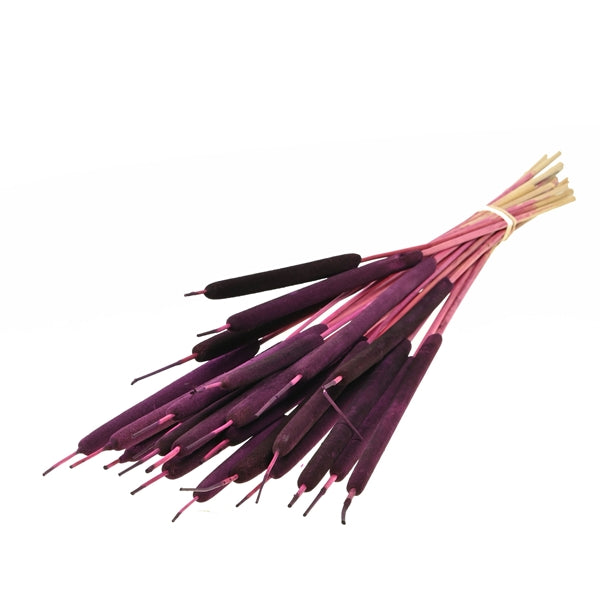 Pre Order Typha small 25pc prune, box x 20 – Atlas Flowers