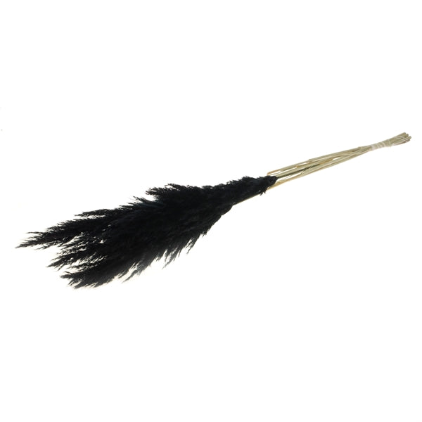 Pre Order Cortaderia plum extra 115cm 5pc black, box x 10 – Atlas Flowers