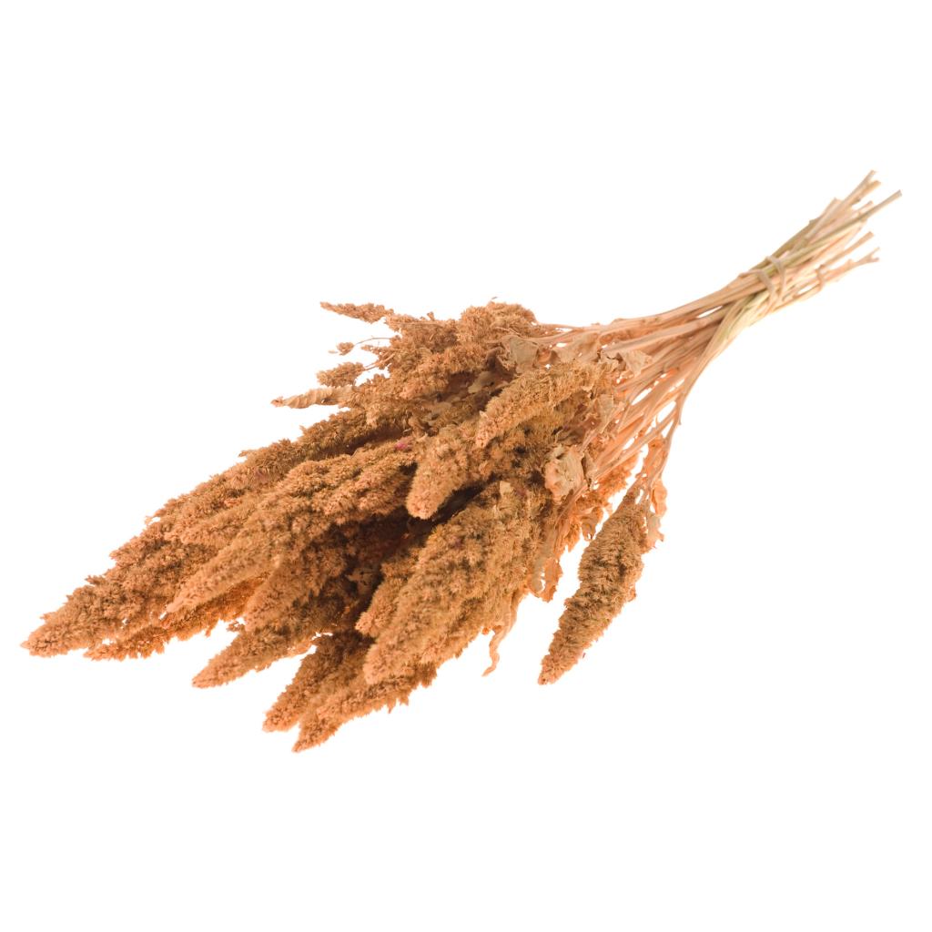 Pre Order Amaranthus coral misty, box x 15 – Atlas Flowers