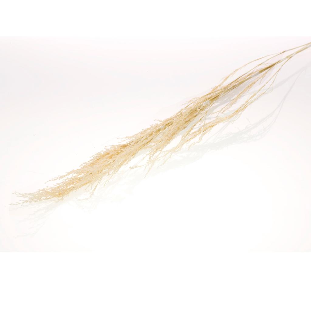 Pre Order Reed grass bleached white, box x 25 – Atlas Flowers