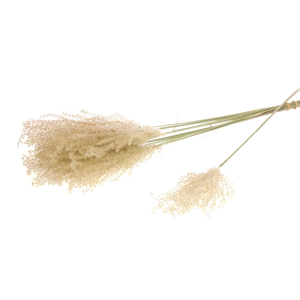 Pre Order Fluffy reed grass natural, box x 20 – Atlas Flowers