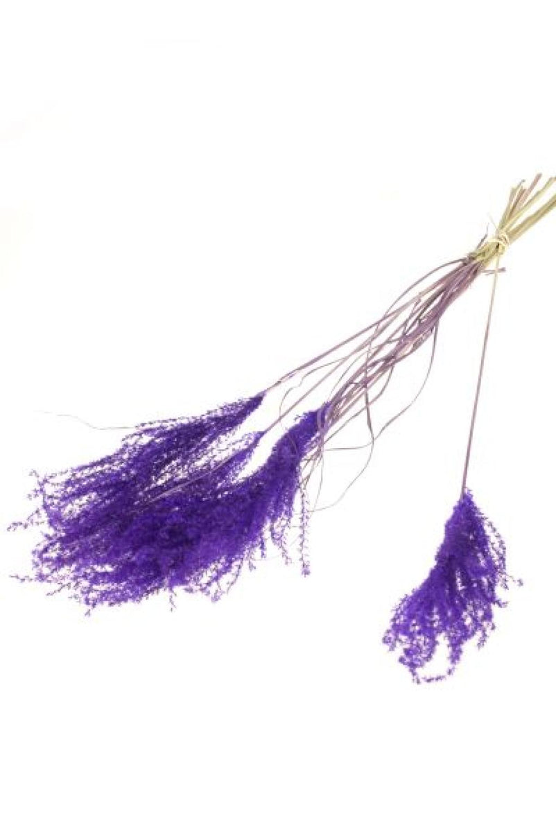Pre Order Fluffy reed grass purple, box x 20 – Atlas Flowers