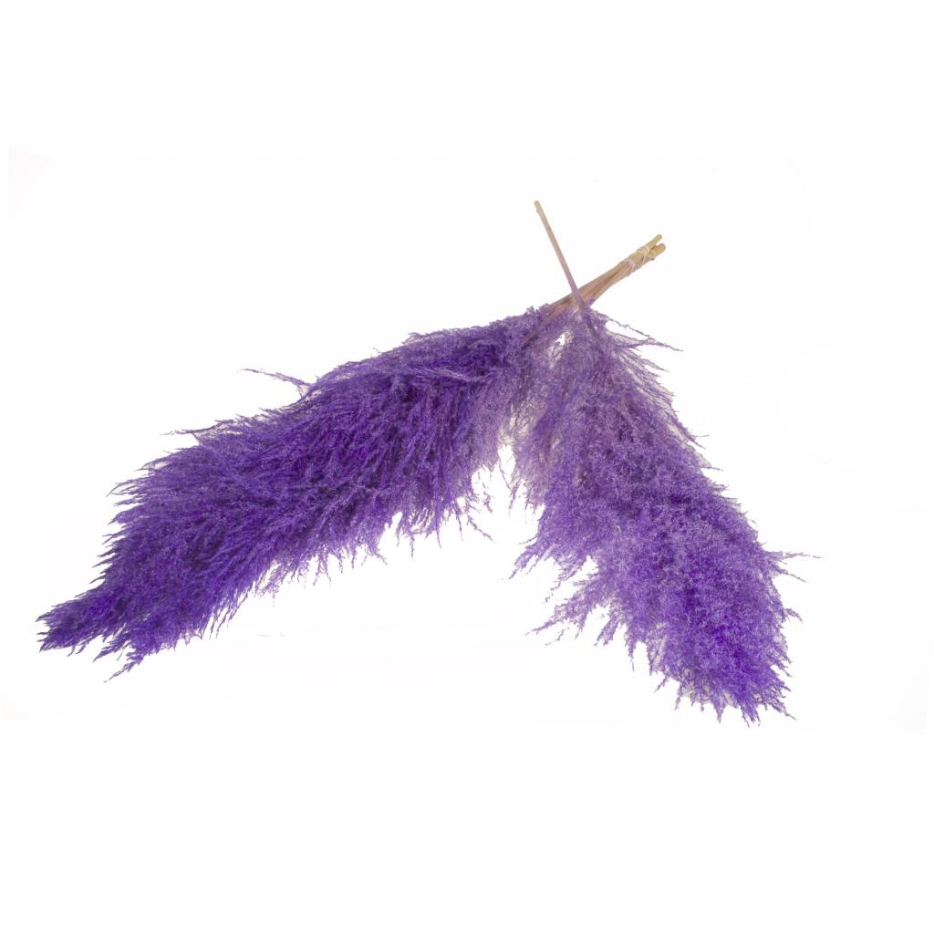 Pre Order Pampasgras 115cm purple, box x 10 – Atlas Flowers