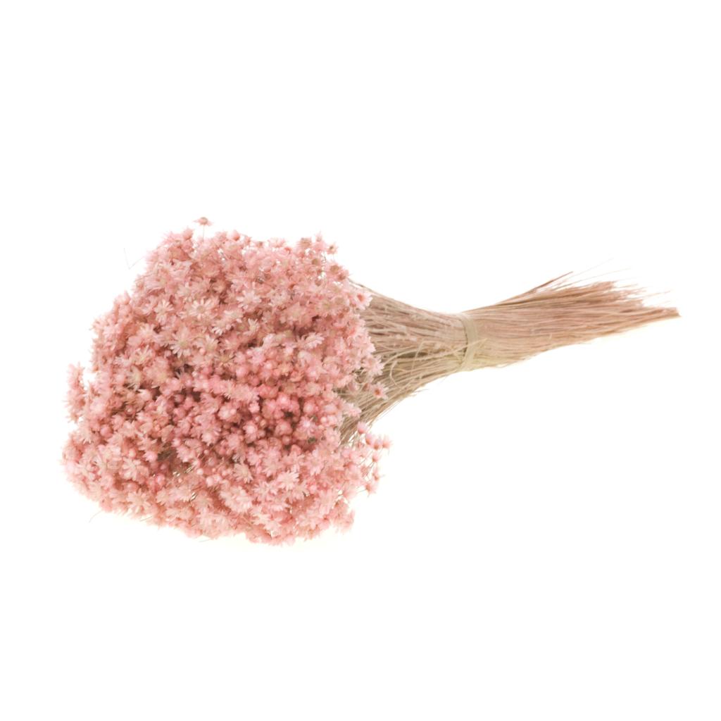 Pre Order Marcela pink misty, box x 35 – Atlas Flowers