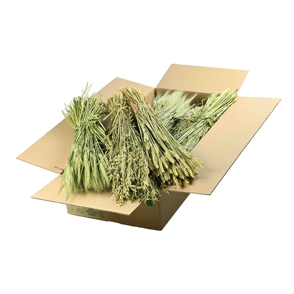 Pre Order Mixed box grasses, box x 12 bunches – Atlas Flowers