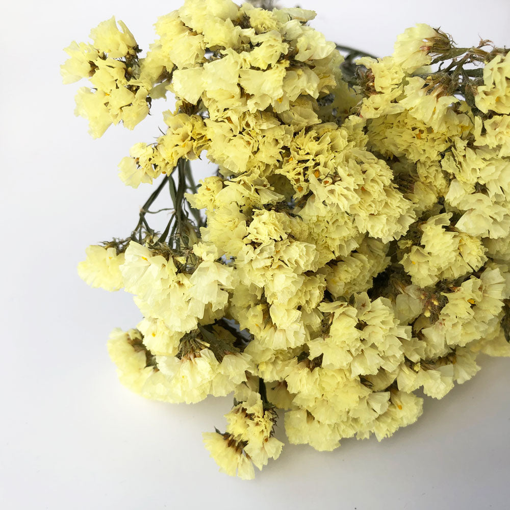 Statice sinuata, Dried, Natural Yellow – Atlas Flowers