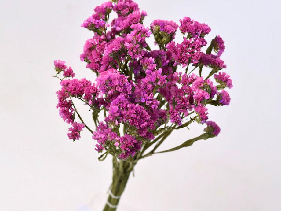 Statice sinuata, Dried, Natural Lilac-Pink, 45cm – Atlas Flowers