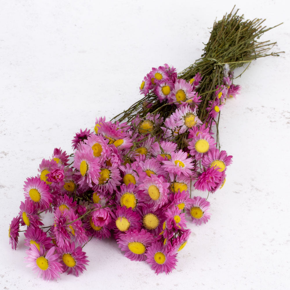 Acrolinium, Dried, Natural Pink, Bunch – Atlas Flowers