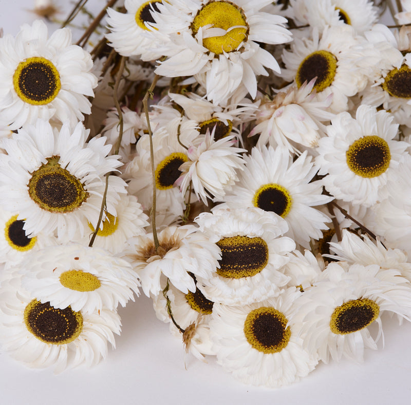 Wholesale Dried Flowers | No Minimum Order | Atlas Flowers