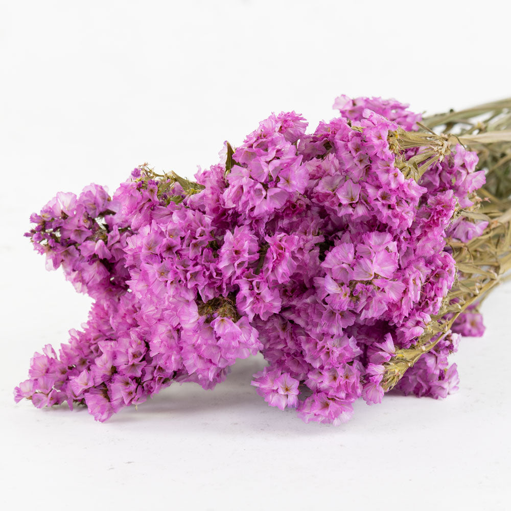 Statice sinuata, Natural Pink – Atlas Flowers