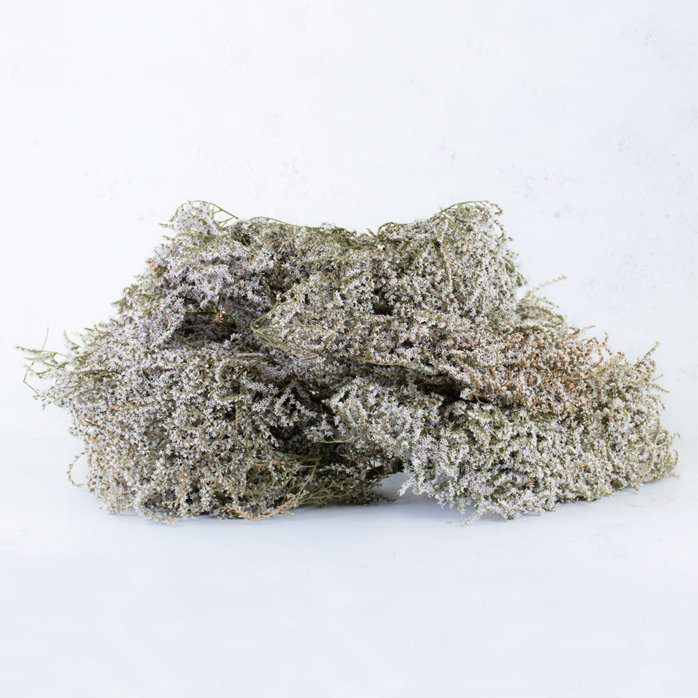 Statice Tatarica, Dried, White, per Kg – Atlas Flowers