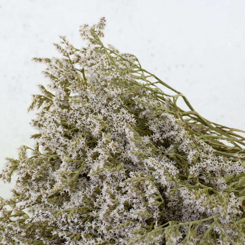 Statice Tatarica, Dried, White, per Kg – Atlas Flowers