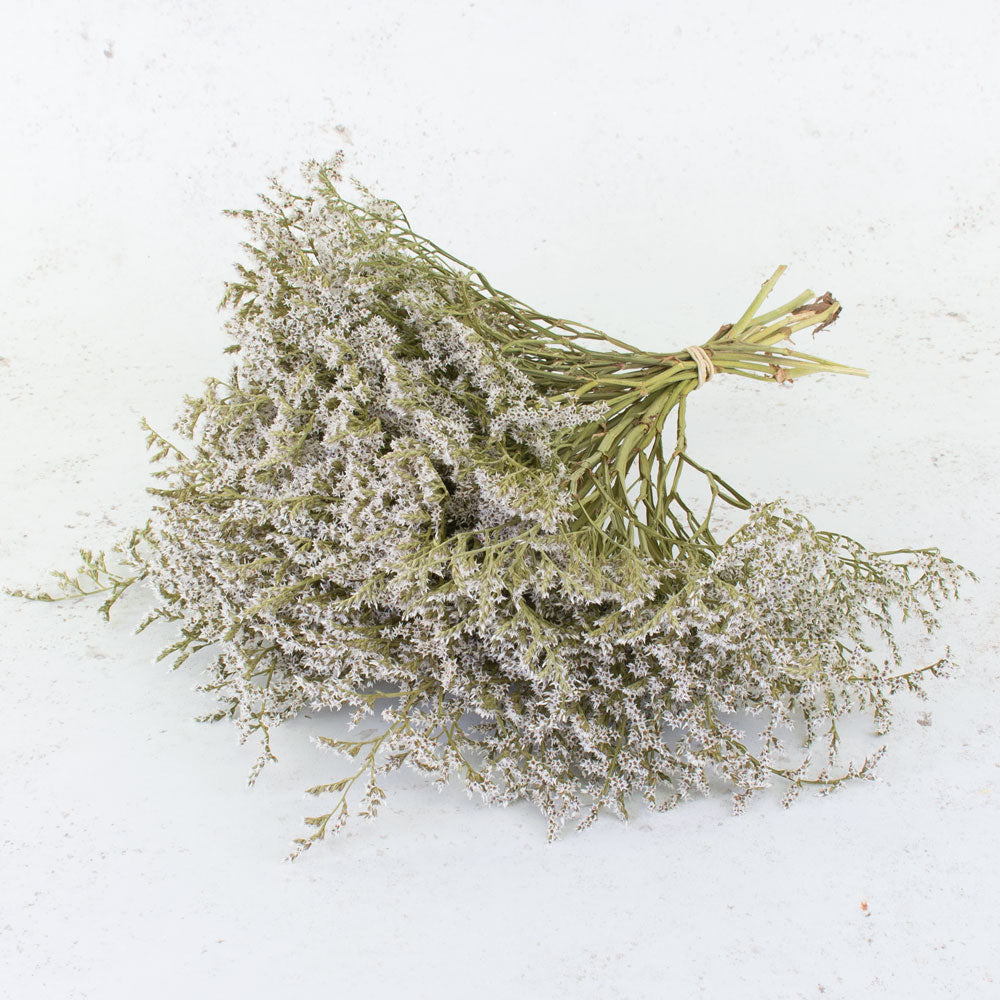 Statice Tatarica, Dried, White, per Kg – Atlas Flowers