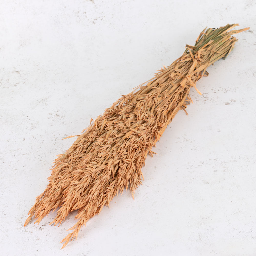 Oats, (Avena), Dried, Coral Misty, Bunch – Atlas Flowers