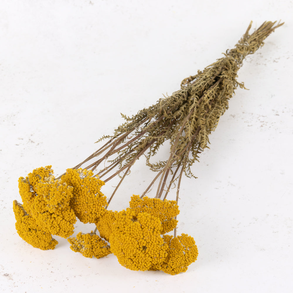 Achillea Parker, Dried, Natural Yellow – Atlas Flowers