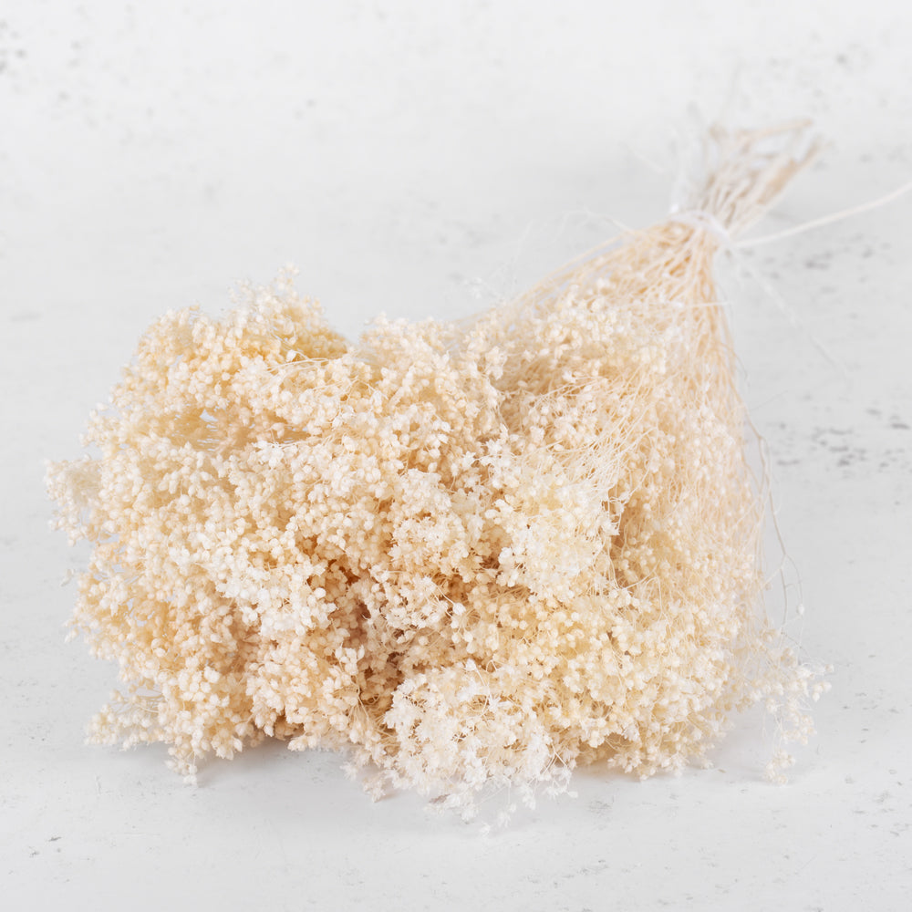 Broom Bloom, Dried, Bleached White – Atlas Flowers
