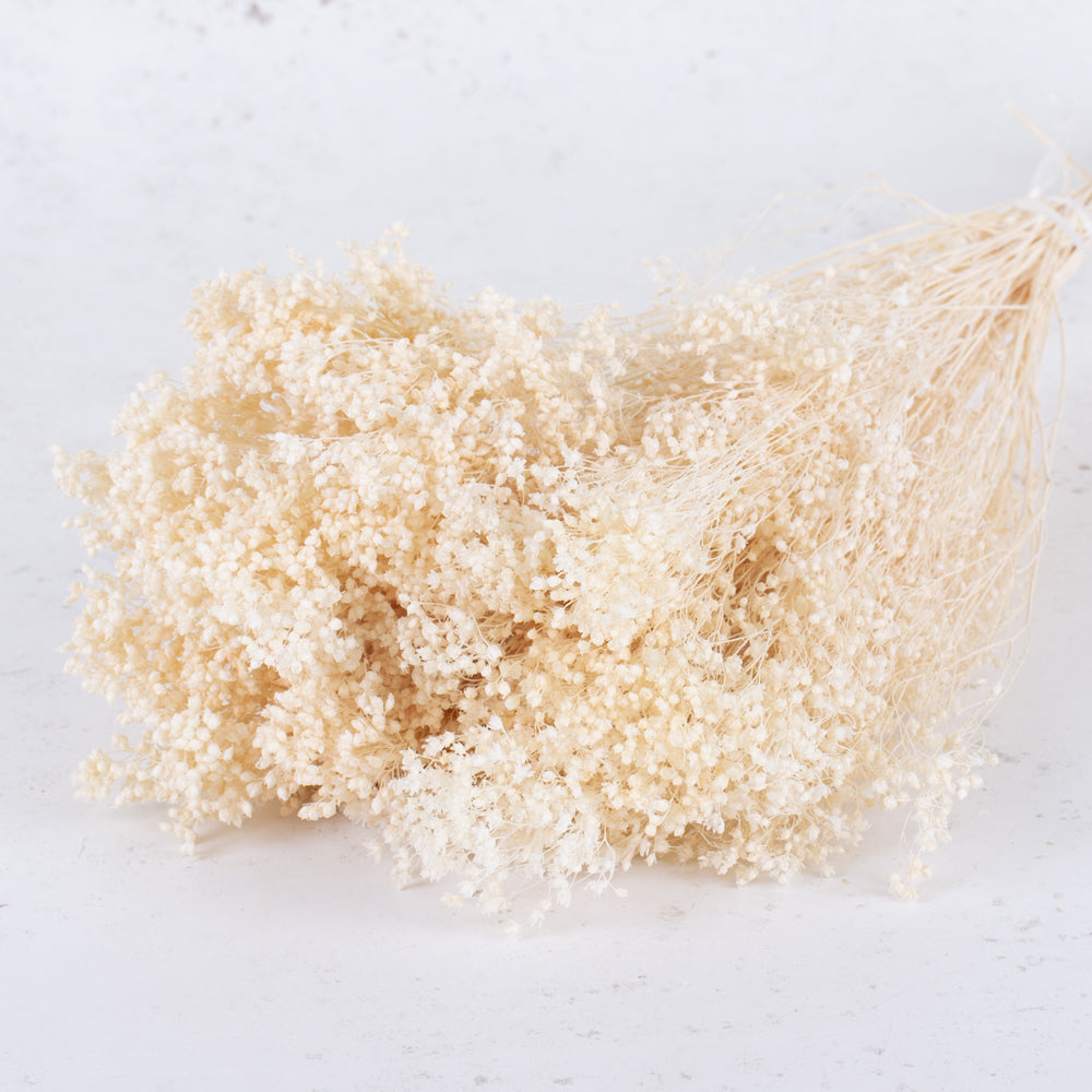Broom Bloom, Dried, Bleached White – Atlas Flowers