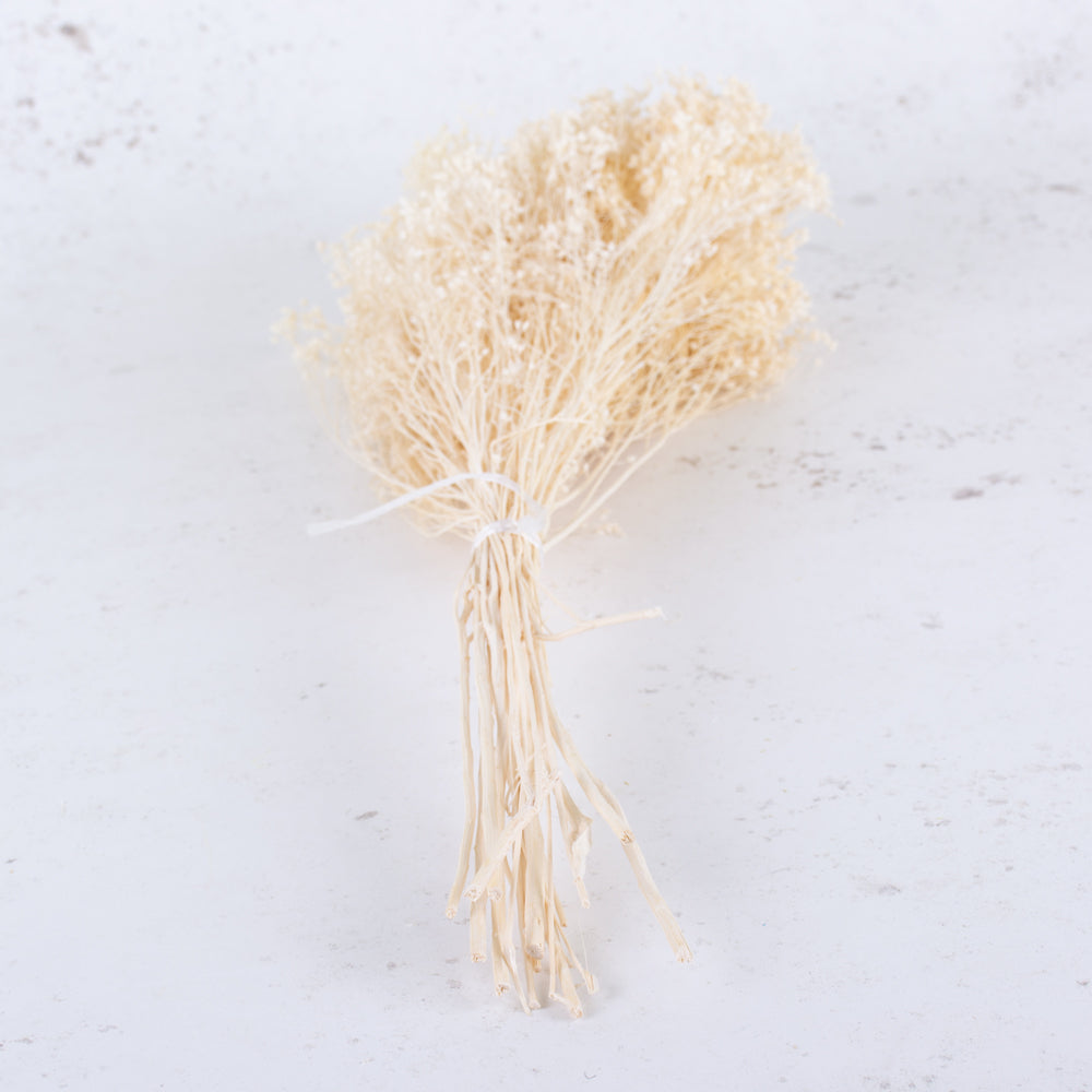 Broom Bloom, Dried, Bleached White – Atlas Flowers