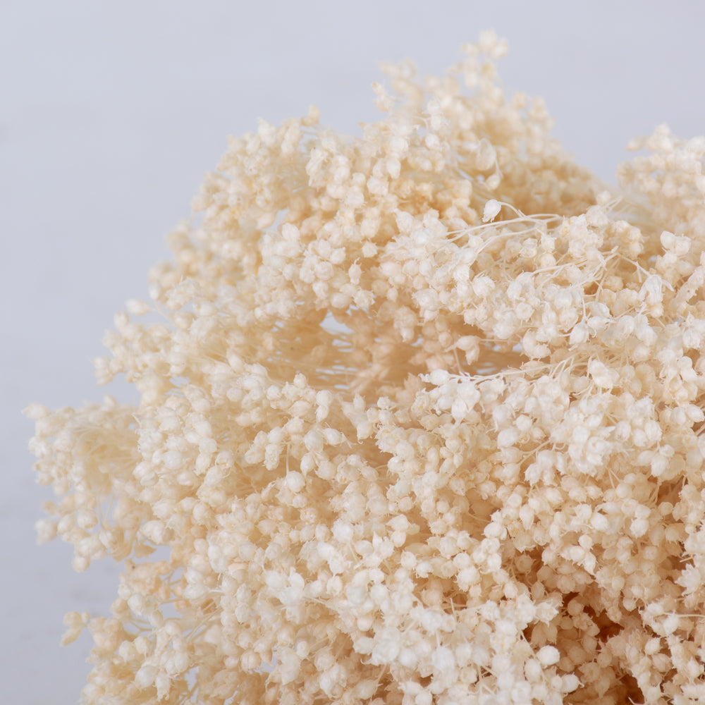 Broom Bloom, Dried, Bleached White – Atlas Flowers
