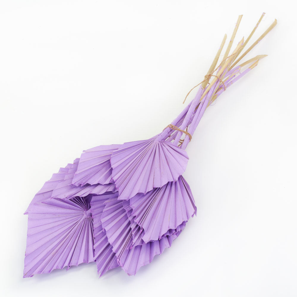 Palm Spear, Dried, Lilac Misty, Bunch x 10 Stems – Atlas Flowers