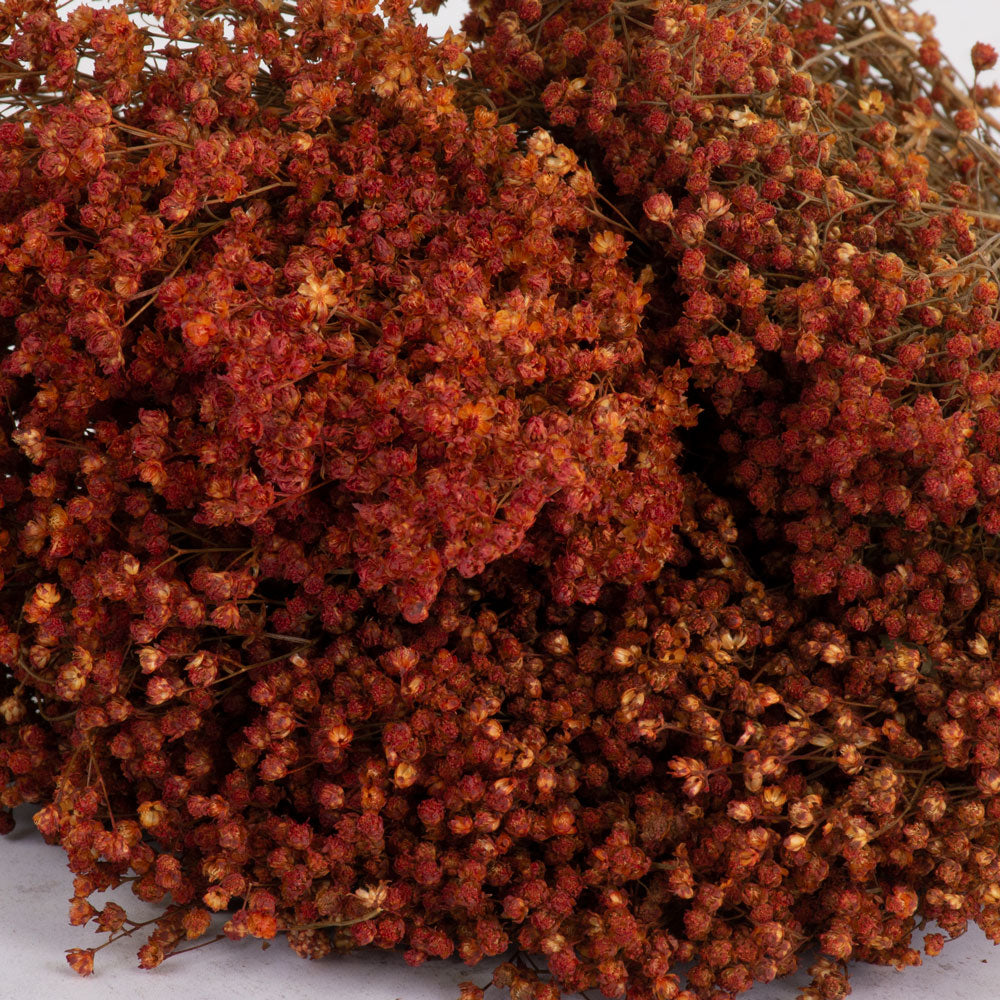 Broom Bloom, Dried, Orange, 100g – Atlas Flowers