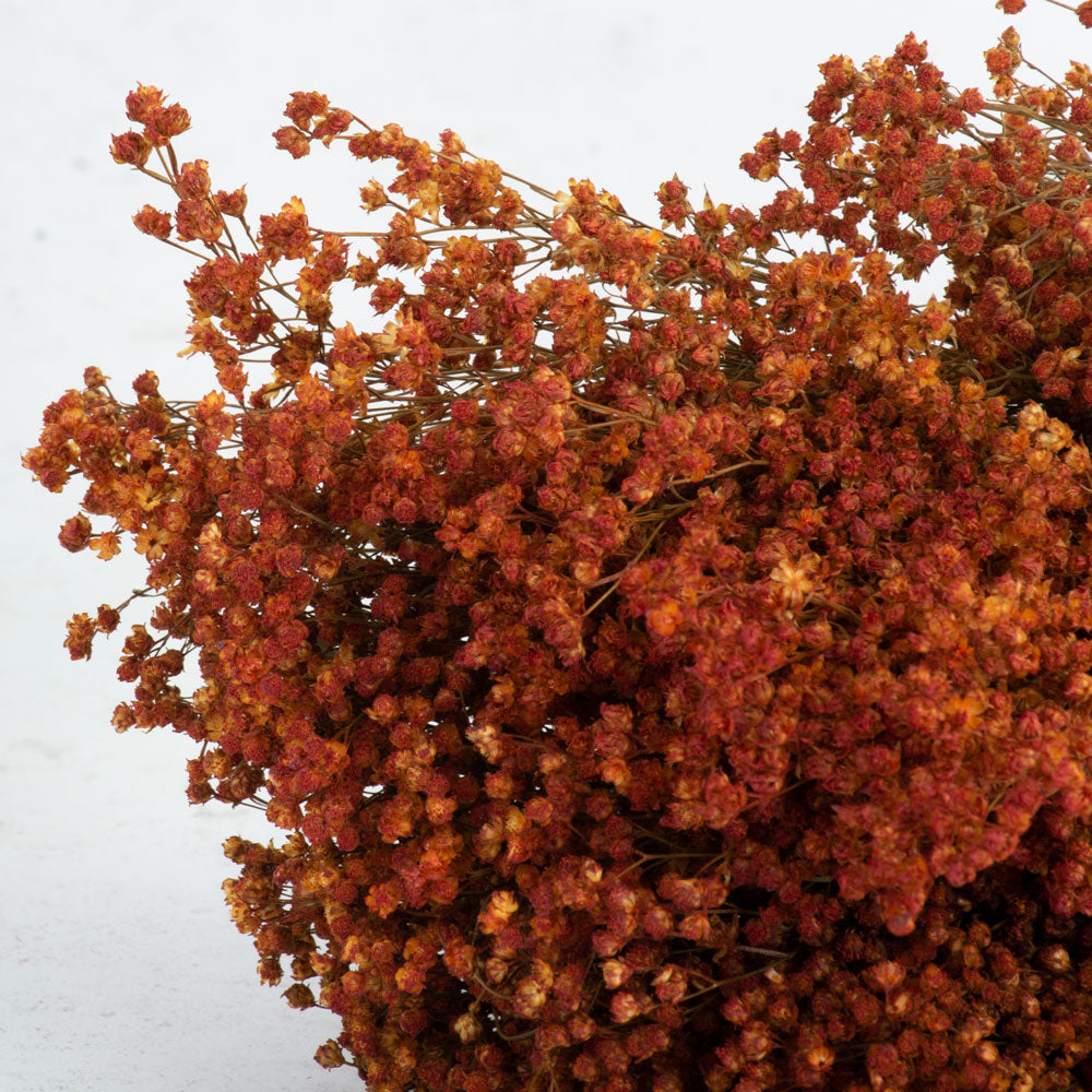 Broom Bloom, Dried, Orange, 100g – Atlas Flowers