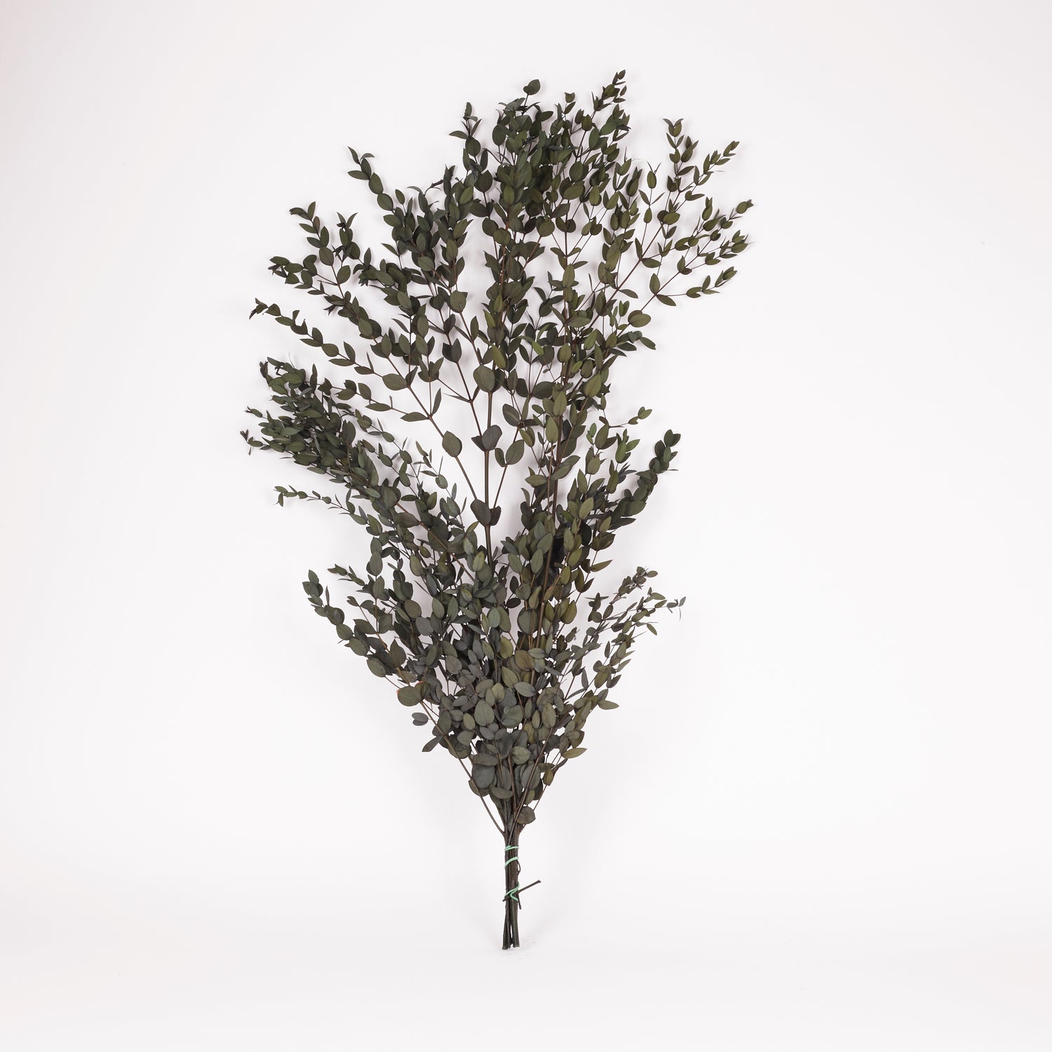 Eucalyptus Parvifolia, Preserved, Dark Green, 150g – Atlas Flowers