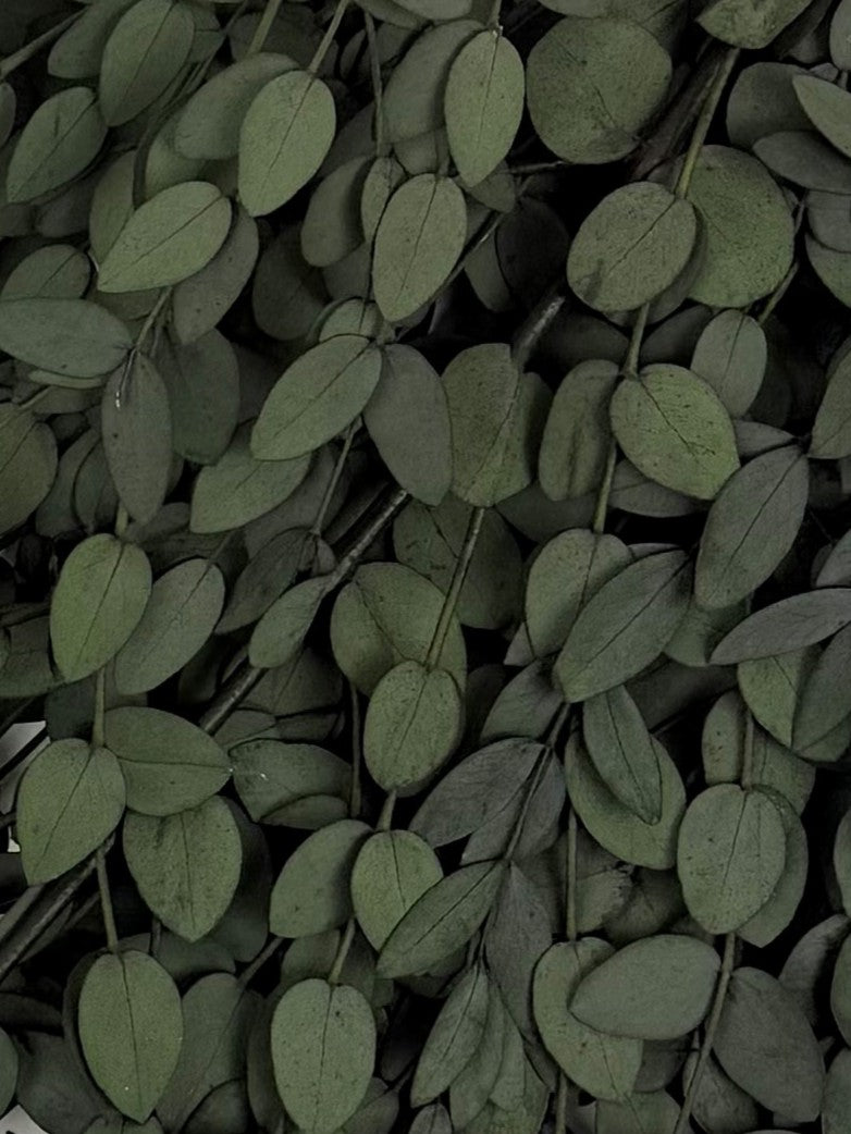 Eucalyptus Parvifolia, Preserved, Dark Green, 150g – Atlas Flowers