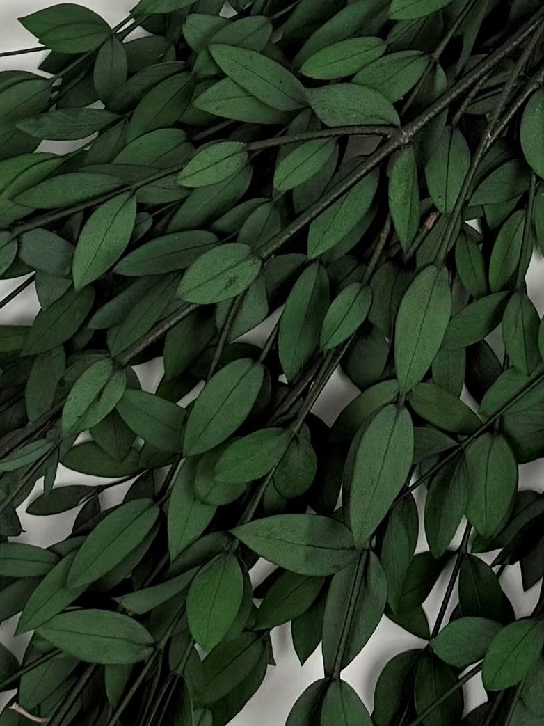 Eucalyptus Parvifolia, Preserved, Green, 150g – Atlas Flowers