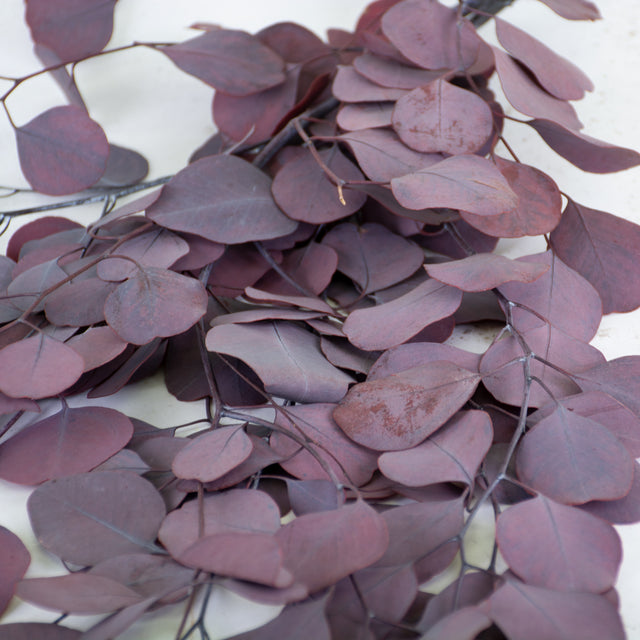 Eucalyptus Populus, Preserved, Red, 150g – Atlas Flowers