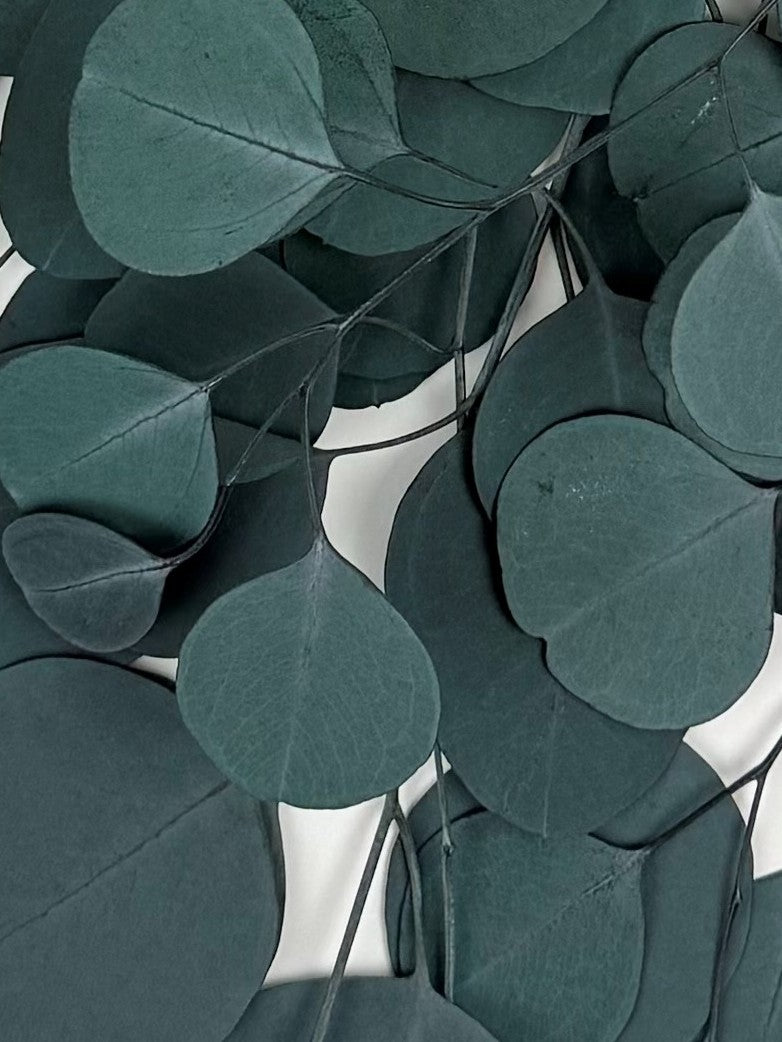 Eucalyptus Populus, Preserved, Green/Blue, 150g – Atlas Flowers