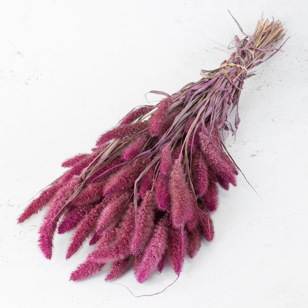 Setaria Grass, Dried, Fuchsia Pink, 65cm Bunch – Atlas Flowers