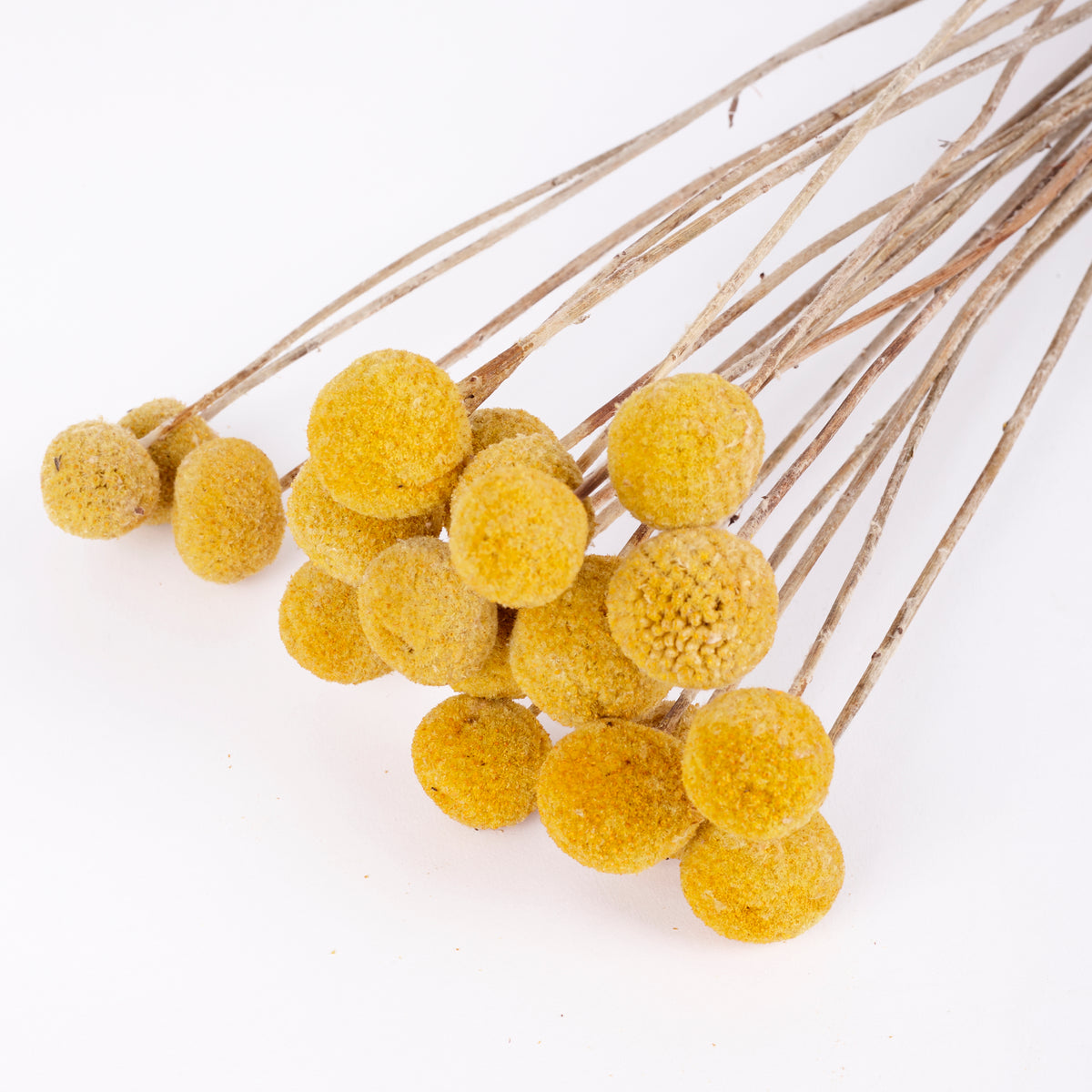 Craspedia, Natural Yellow, Bunch x 20 Stems – Atlas Flowers