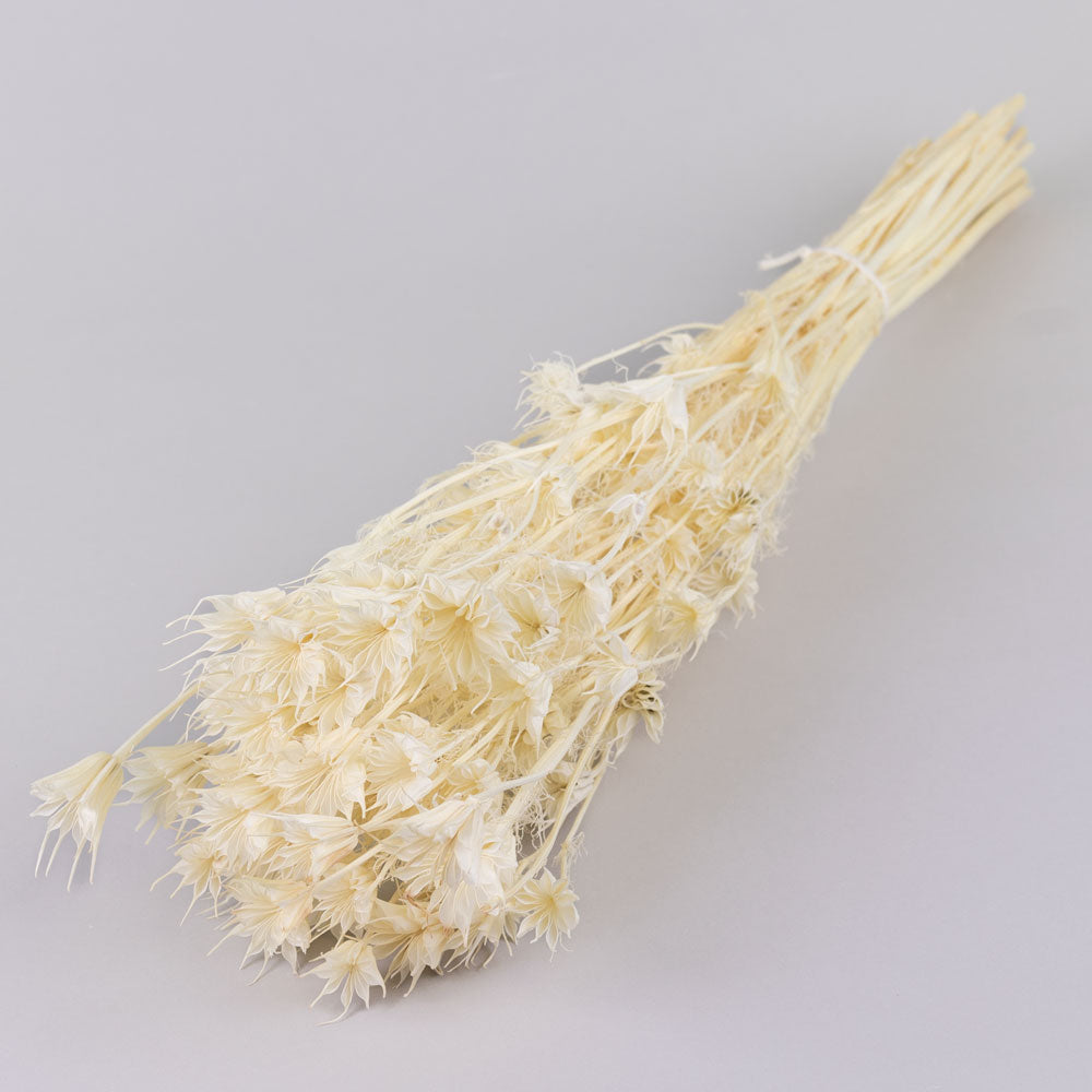 Nigella Orientalis, Dried, Bleached White, 100g Bunch – Atlas Flowers