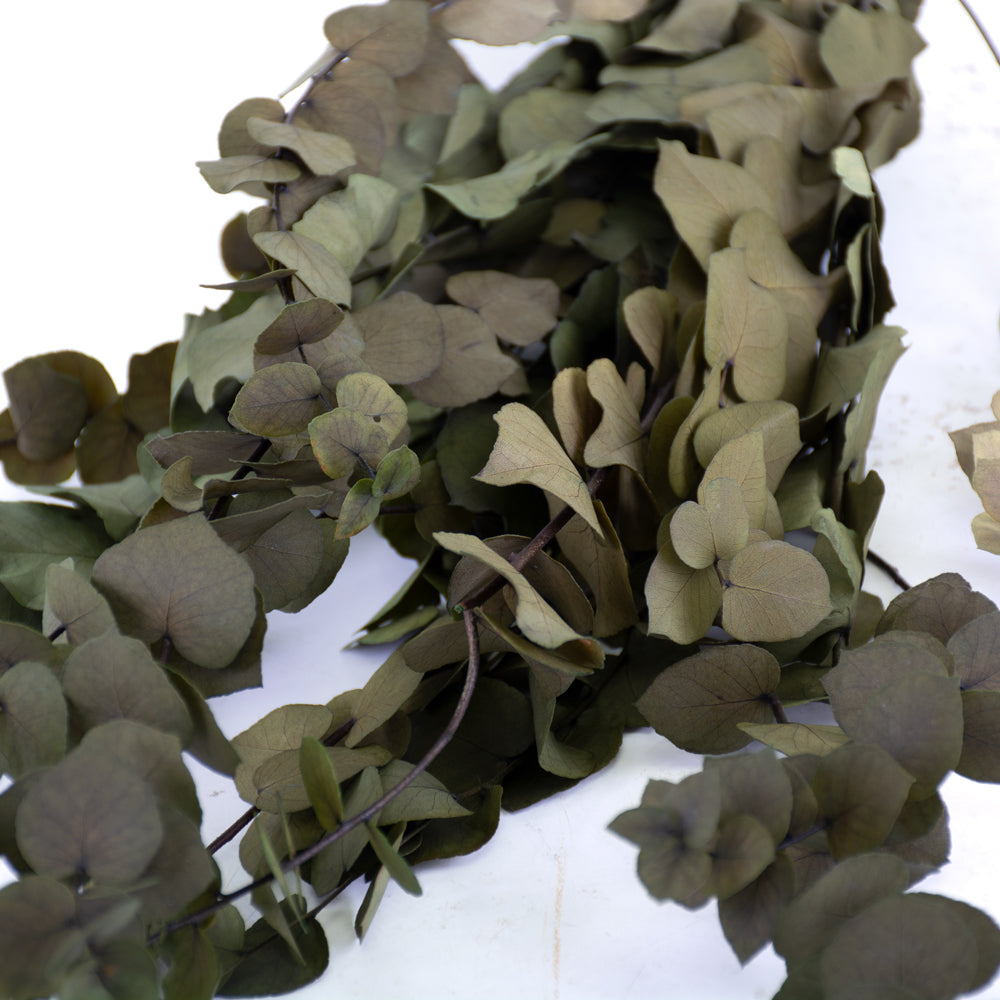 Eucalyptus Stuartiana, Preserved, Green, 150g – Atlas Flowers